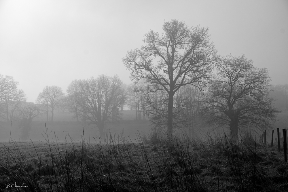 brume – Ma Photo de la semaine